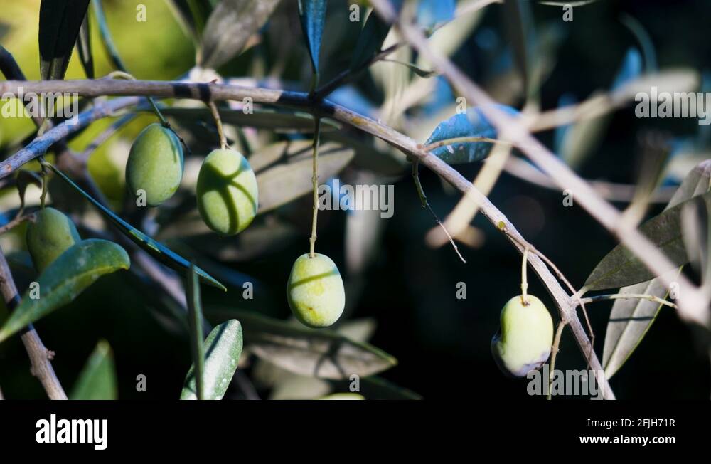 Olea europaea tree garden Stock Videos & Footage - HD and 4K Video ...