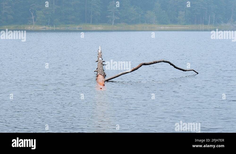 Lake View of Sunken Tree Stock Video Footage - Alamy