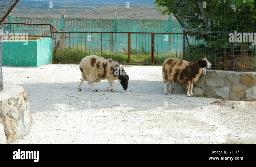 Jacob sheep lamb Stock Videos & Footage - HD and 4K Video Clips - Alamy