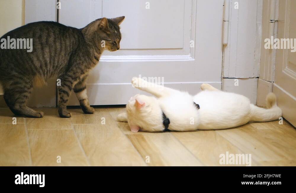 Cats play fighting Stock Videos & Footage - HD and 4K Video Clips - Alamy