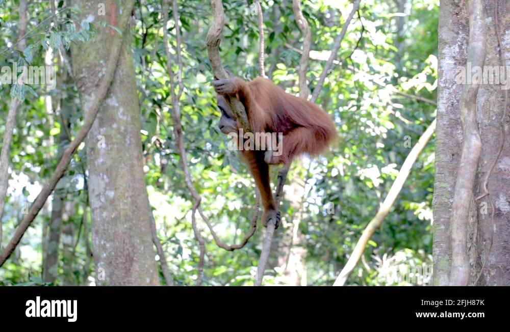 Long shot side-view of a Sumatran orangutan on a rainforest branch ...