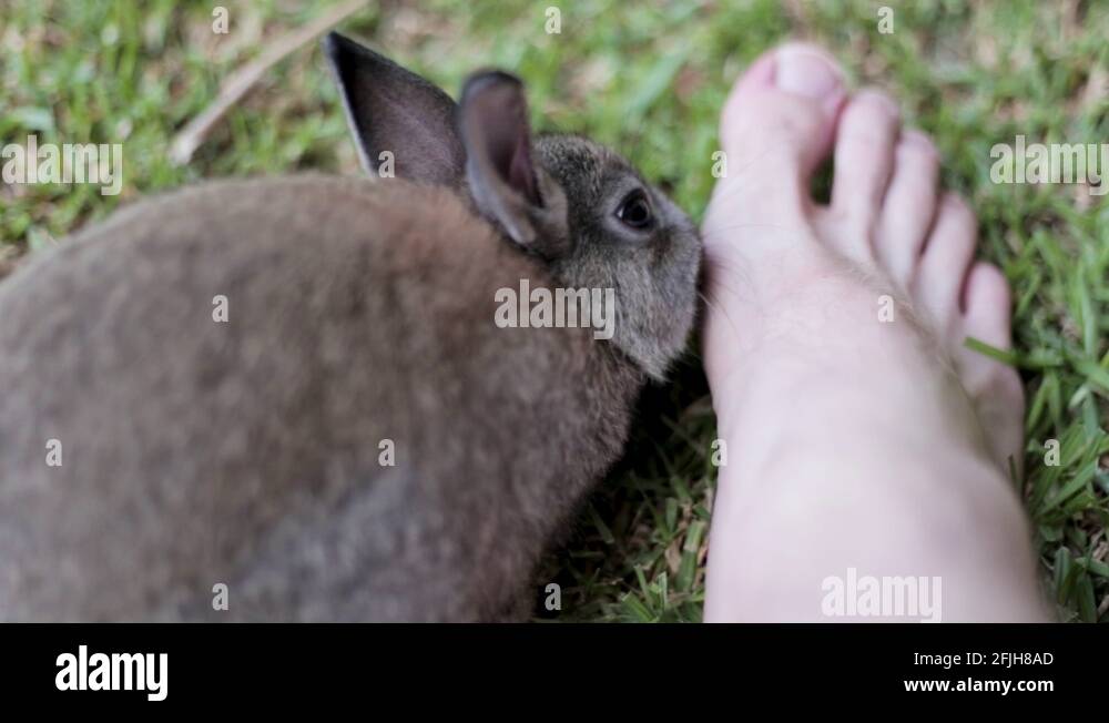 Pet foot Stock Videos & Footage - HD and 4K Video Clips - Alamy