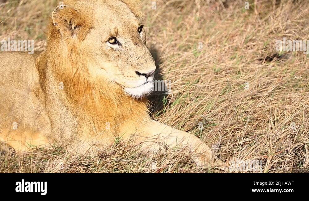 The growing lion Stock Videos & Footage - HD and 4K Video Clips - Alamy