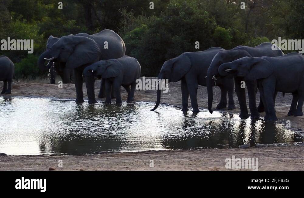 Young animal drinking at the waterhole Stock Videos & Footage - HD and ...