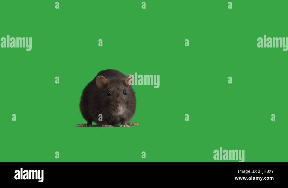 black rat sniffing on green screen Stock Video Footage - Alamy