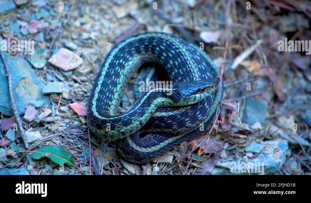 Eastern garter snake Stock Videos & Footage - HD and 4K Video Clips - Alamy