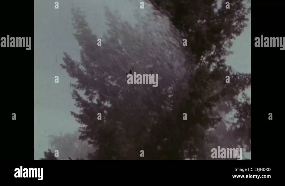 Damaged ash tree Stock Videos & Footage - HD and 4K Video Clips - Alamy