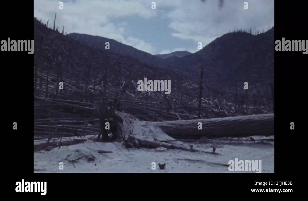 Scene of destroyed forest by the eruption of Mount St. Helens - 1980 ...