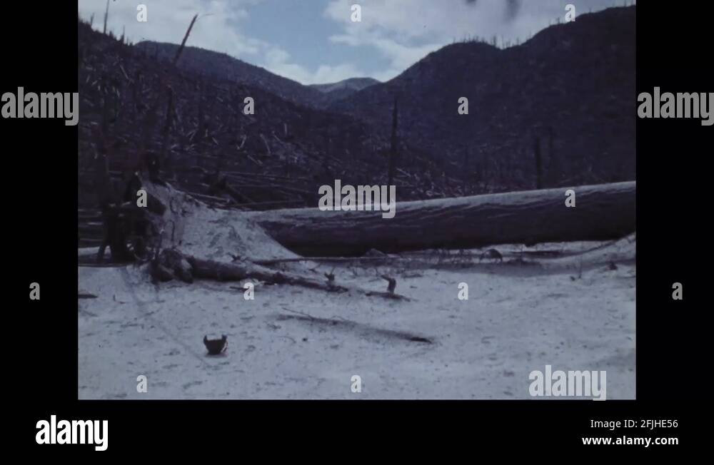 Scene of destroyed forest by the eruption of Mount St. Helens - 1980 ...