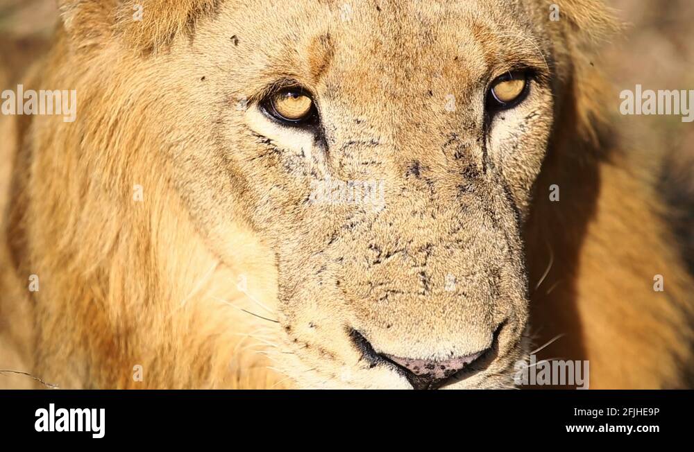 Lion headshot close Stock Videos & Footage - HD and 4K Video Clips - Alamy