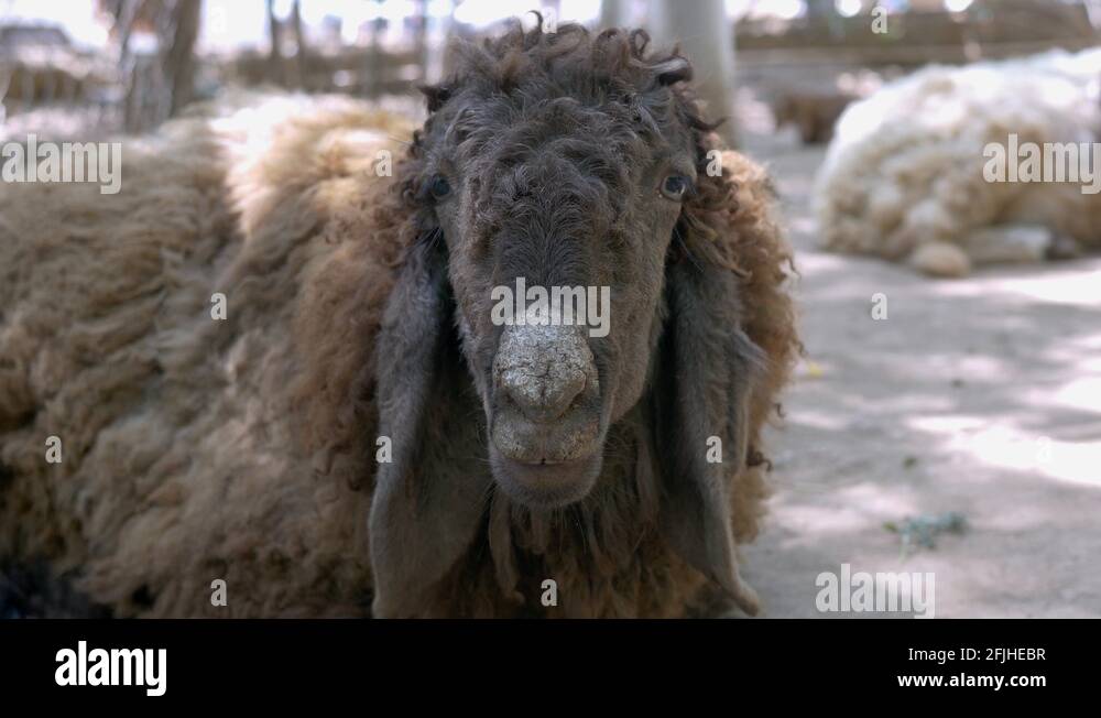 Sheep looking in to camera Stock Videos & Footage - HD and 4K Video ...