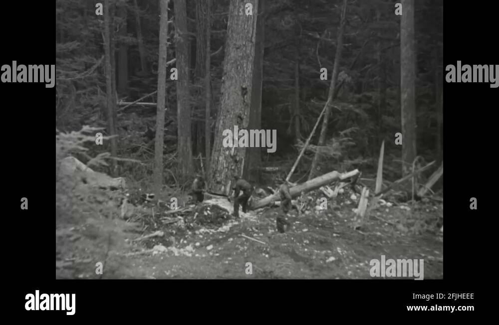 Wartime deforestation Stock Videos & Footage - HD and 4K Video Clips ...