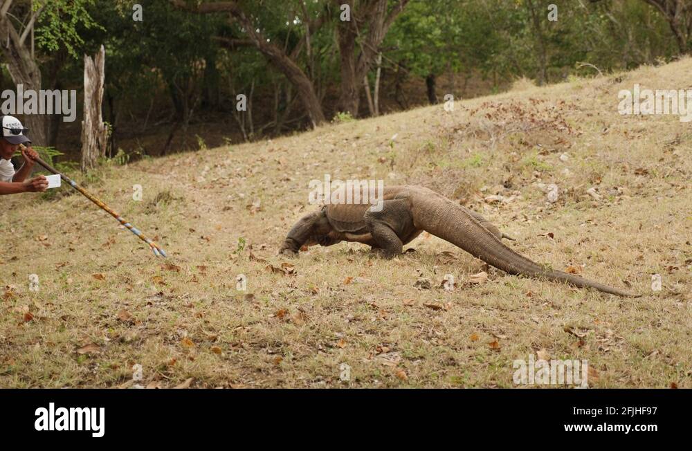 Komodo dragon guide Stock Videos & Footage - HD and 4K Video Clips - Alamy