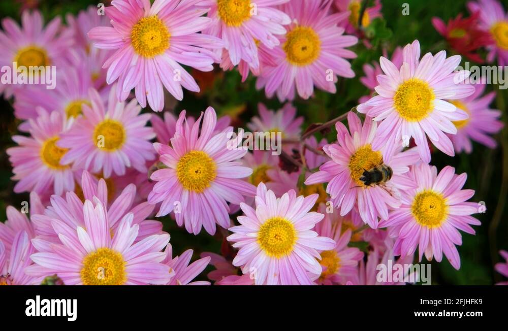 Flying Insects Pollinate Pink Flowers in a Garden Stock Video Footage ...