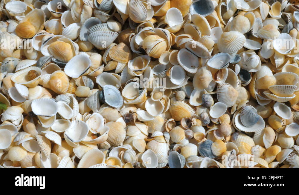 Beach seaside seashore pile Stock Videos & Footage - HD and 4K Video ...