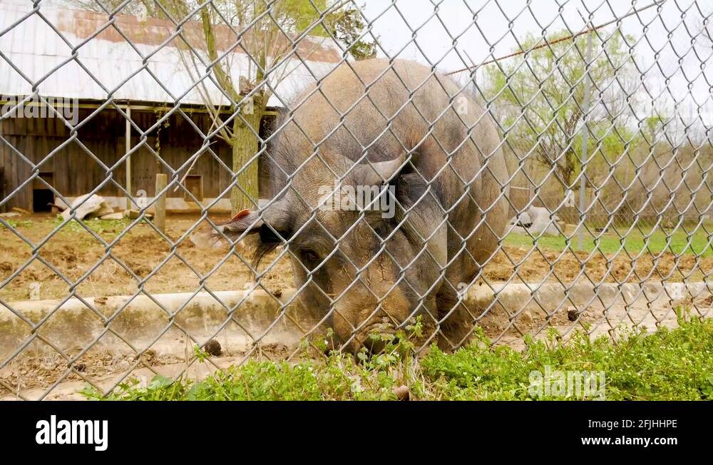 Large link chain Stock Videos & Footage - HD and 4K Video Clips - Alamy