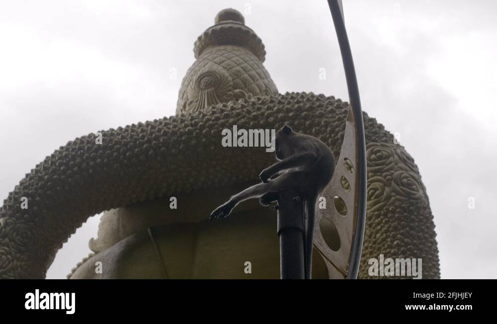 Monkey leg Stock Videos & Footage - HD and 4K Video Clips - Alamy