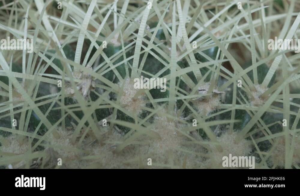 Cactus top view isolated Stock Videos & Footage - HD and 4K Video Clips ...
