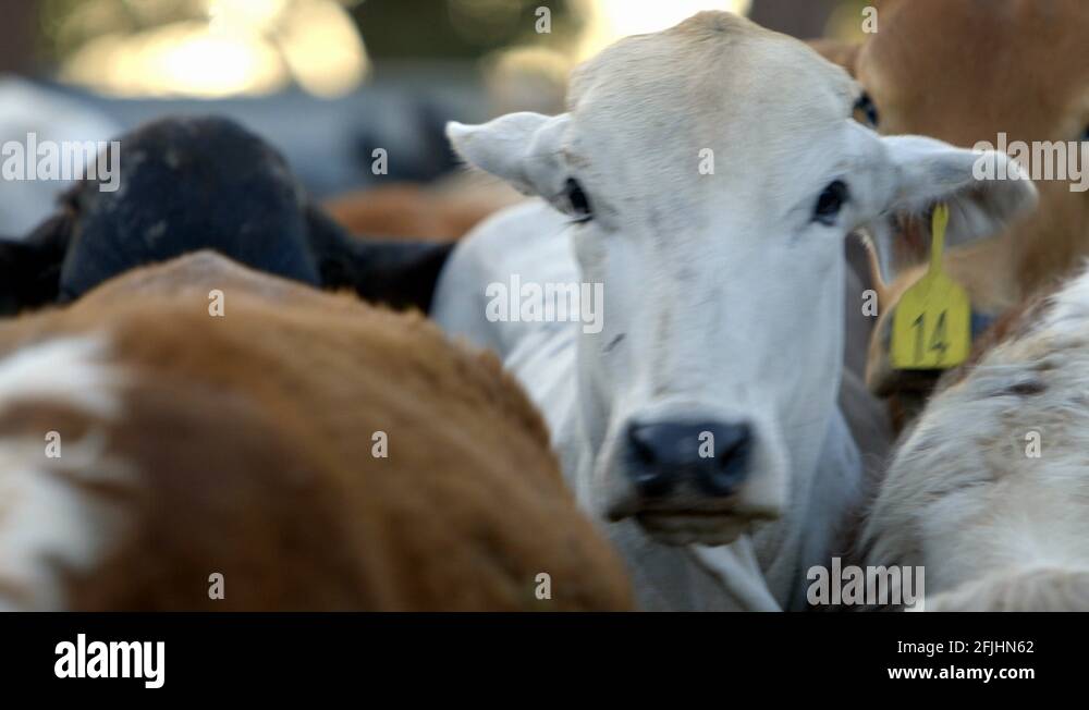 Animal stand out from crowd Stock Videos & Footage - HD and 4K Video ...