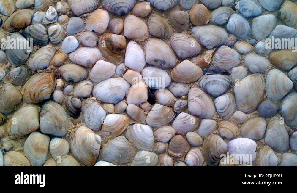 Empty clam shells Stock Videos & Footage - HD and 4K Video Clips - Alamy