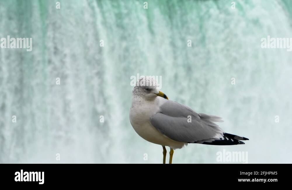 Niagara falls seagull Stock Videos & Footage - HD and 4K Video Clips ...