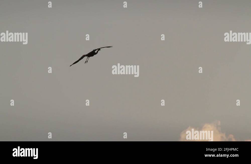 Swooping wings Stock Videos & Footage - HD and 4K Video Clips - Alamy