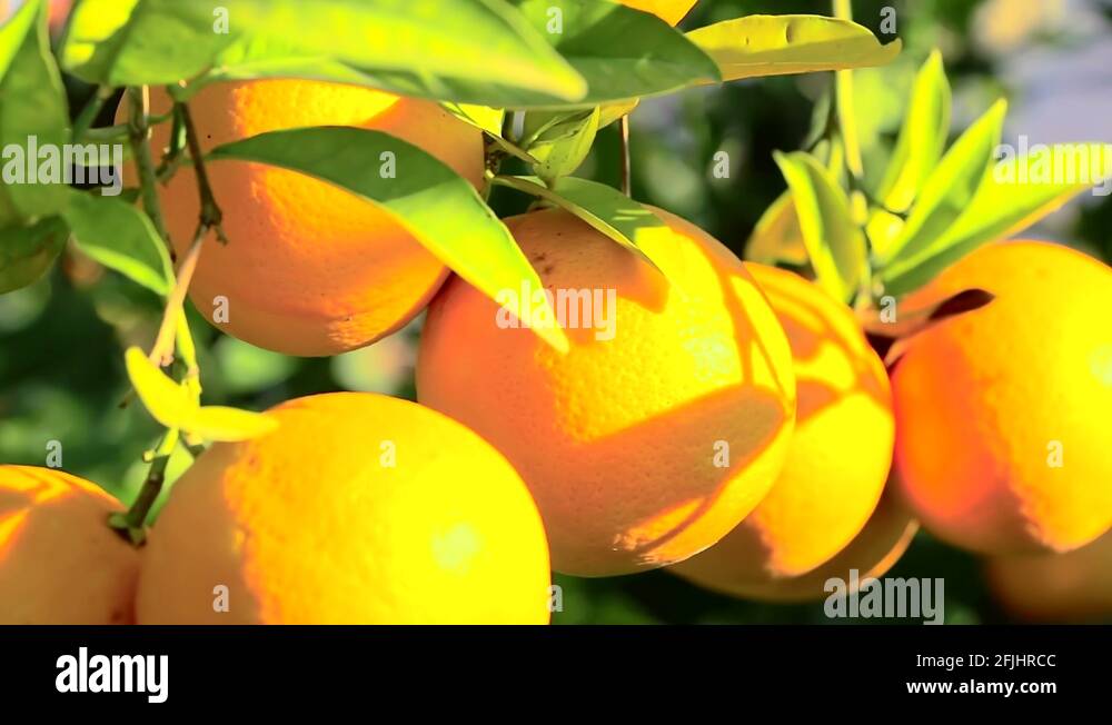Hanging orange tree citrus fruit Stock Videos & Footage - HD and 4K ...