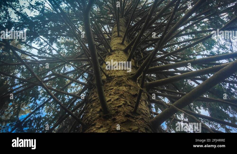 Tree seen from below Stock Videos & Footage - HD and 4K Video Clips - Alamy