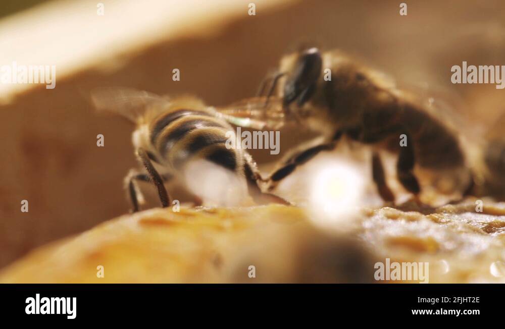 Two bees are fighting over a yeallow honeycomb while others are working ...