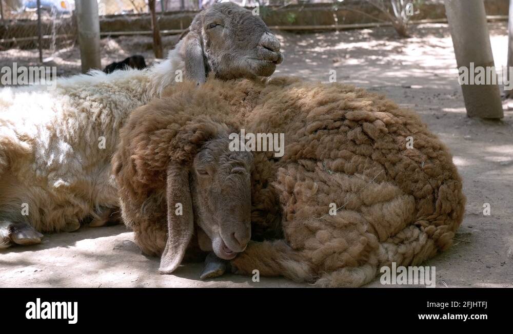 Laying background sheep Stock Videos & Footage - HD and 4K Video Clips ...