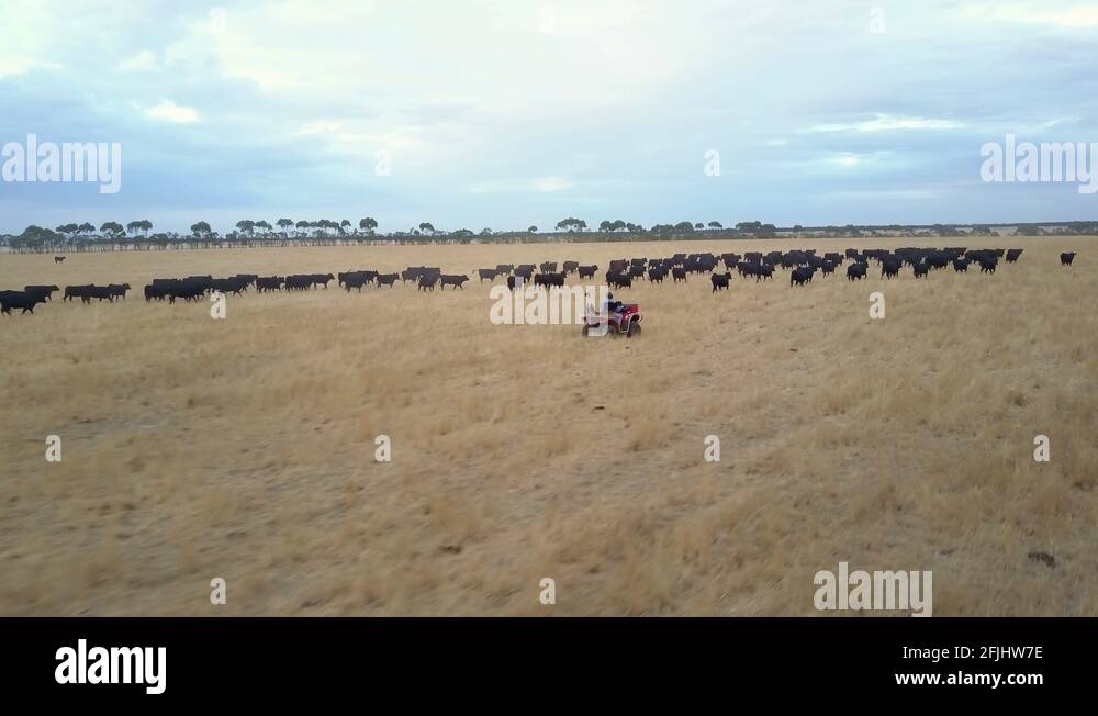 Cattle barron Stock Videos & Footage - HD and 4K Video Clips - Alamy