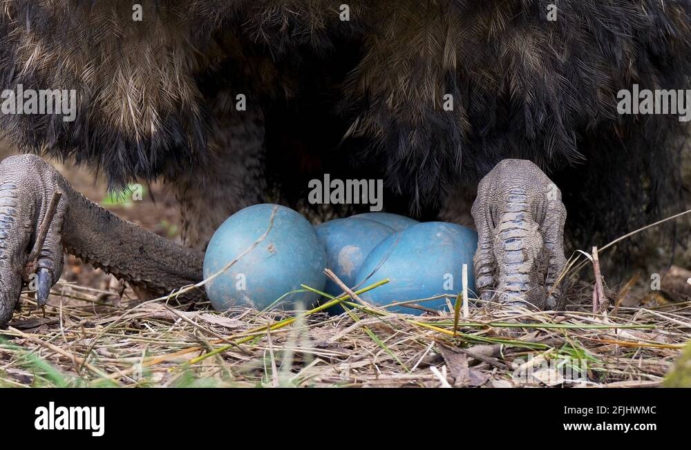 Blue emu Stock Videos & Footage - HD and 4K Video Clips - Alamy
