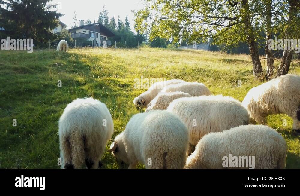 Sheep in the alps Stock Videos & Footage - HD and 4K Video Clips - Alamy