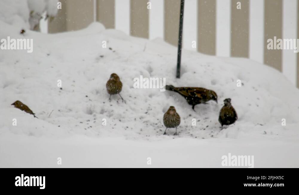 The red sparrows Stock Videos & Footage - HD and 4K Video Clips - Alamy