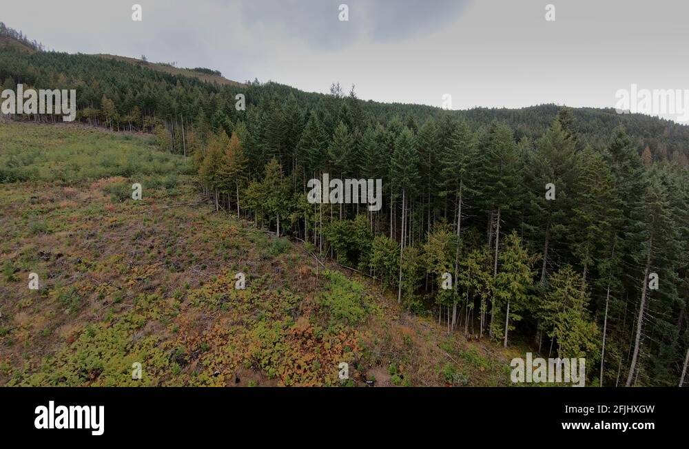 Spruce tree top Stock Videos & Footage - HD and 4K Video Clips - Alamy