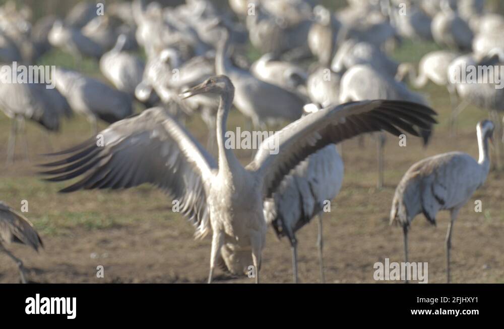 Most common cranes Stock Videos & Footage - HD and 4K Video Clips - Alamy