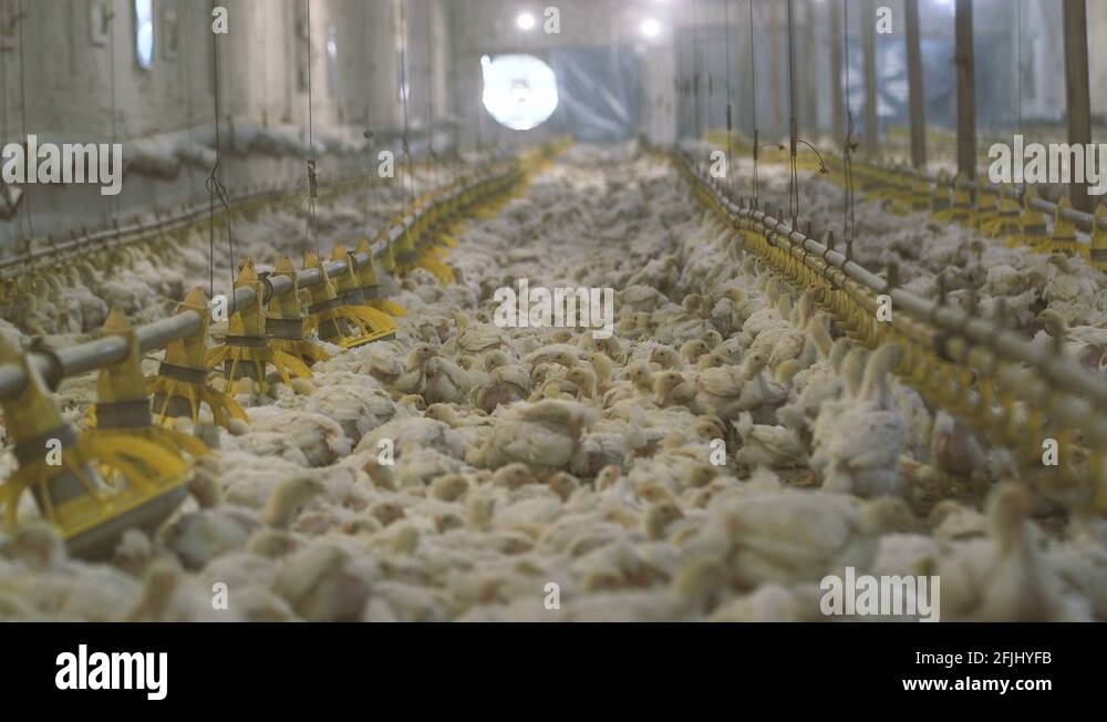 Sleeping chicken resting together in a modern poultry farm with a long ...