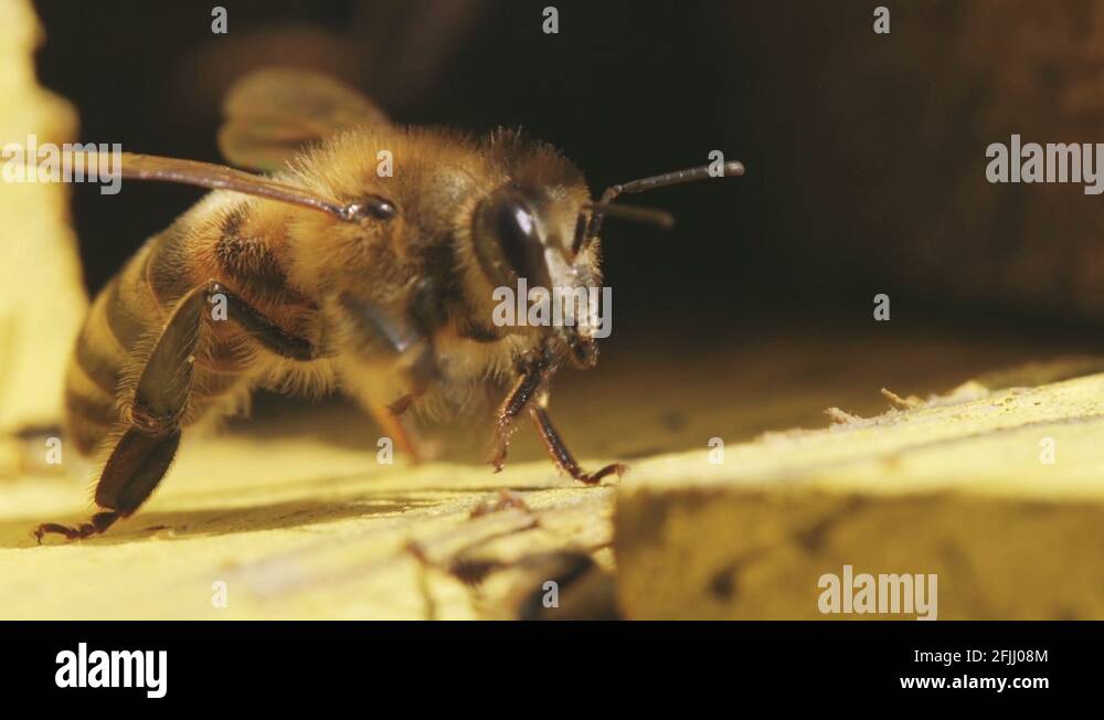 Honey bee face Stock Videos & Footage - HD and 4K Video Clips - Alamy