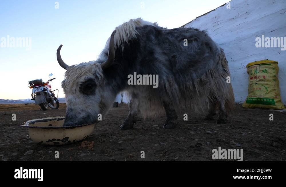 Domestic yak Stock Videos & Footage - HD and 4K Video Clips - Alamy