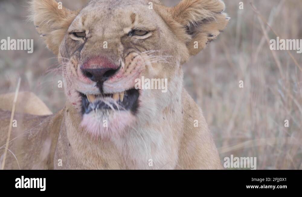 Full face angry animal Stock Videos & Footage - HD and 4K Video Clips ...