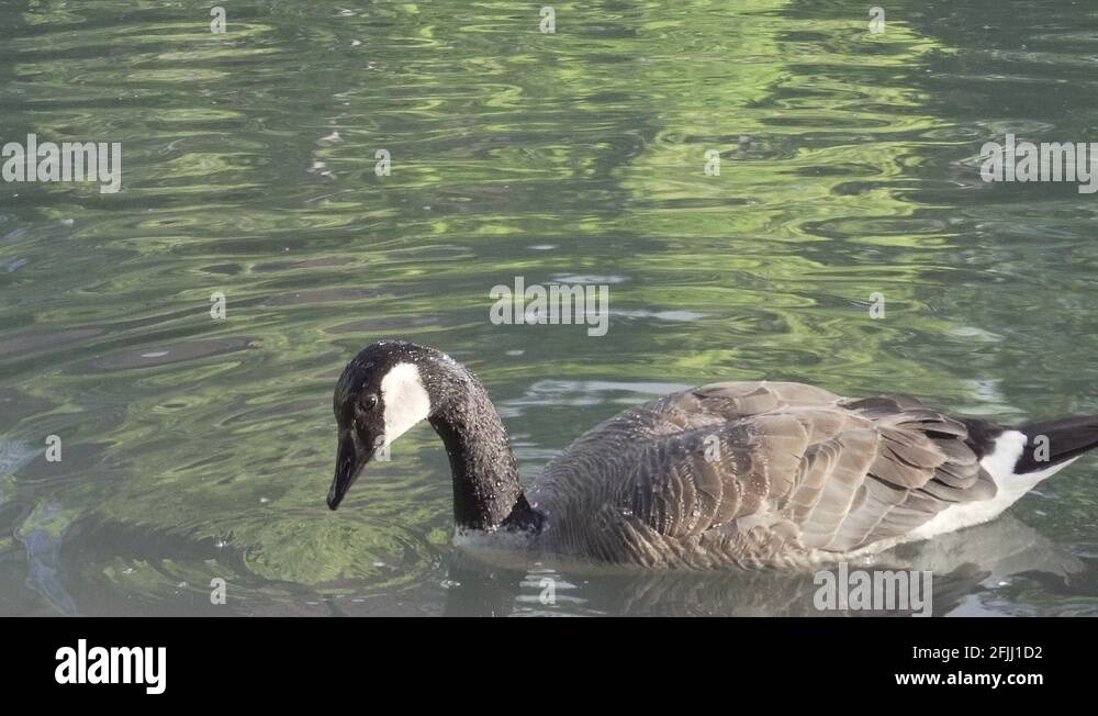 Head dunking Stock Videos & Footage - HD and 4K Video Clips - Alamy