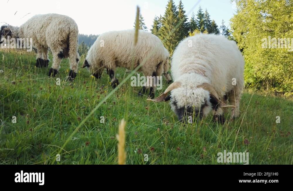 Valais sheep wool Stock Videos & Footage - HD and 4K Video Clips - Alamy