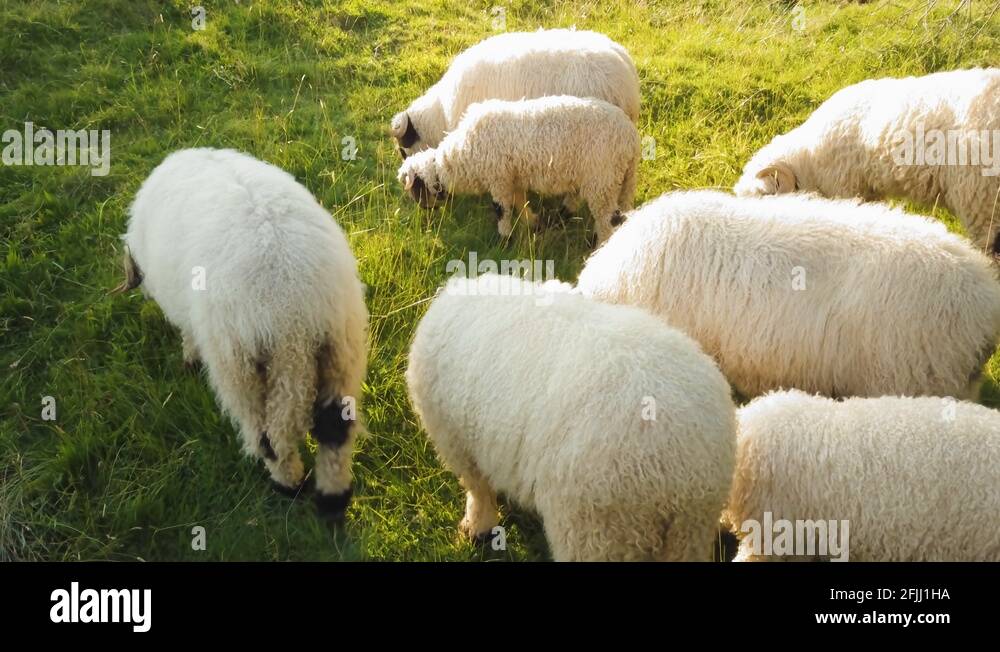 Swiss valais blacknose sheep Stock Videos & Footage - HD and 4K Video ...