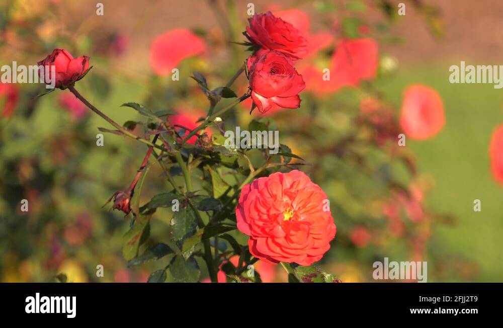 Poppy scene Stock Videos & Footage - HD and 4K Video Clips - Alamy