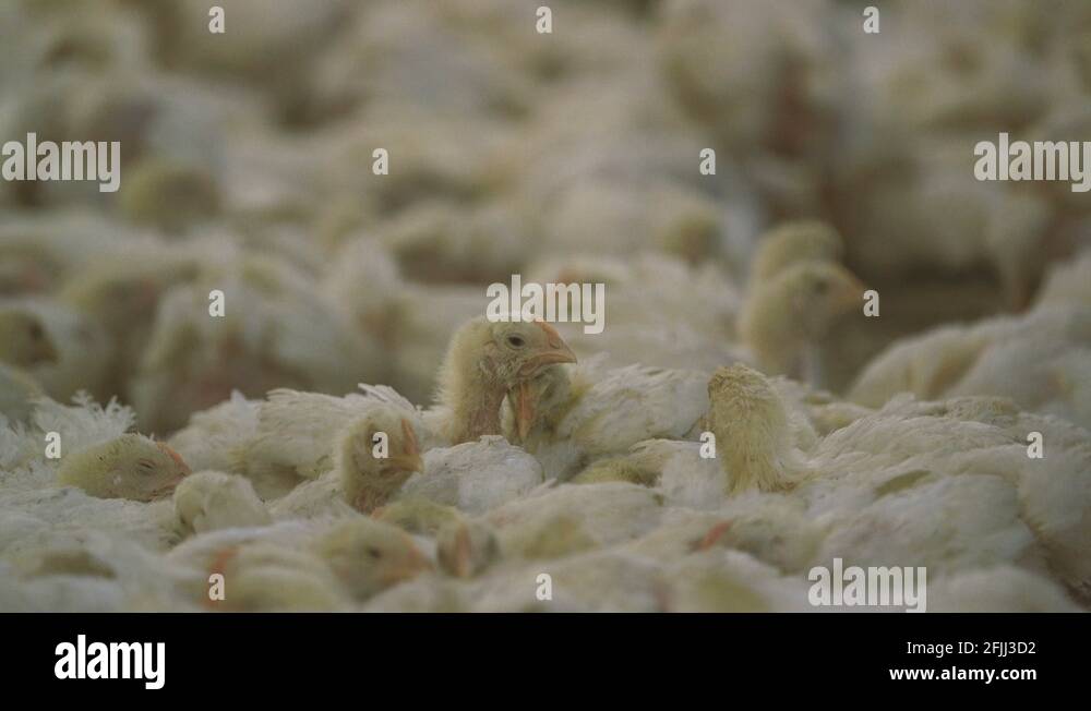 Sleeping small hens relaxing together in a big hen incubator on a straw ...