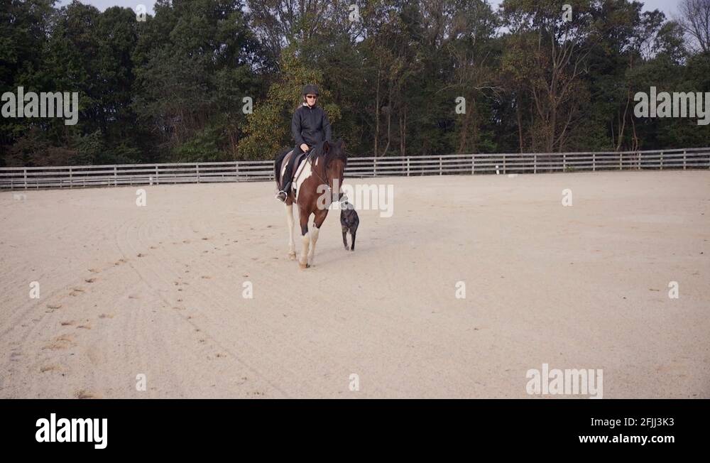 Horse dog pony Stock Videos & Footage - HD and 4K Video Clips - Alamy