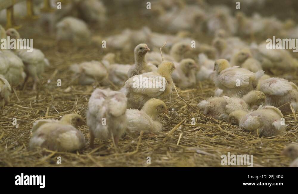 Hilarious small chicken lying and standing on a straw underlay in a big ...