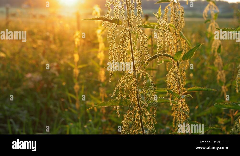 Beautiful backlight Stock Videos & Footage - HD and 4K Video Clips - Alamy