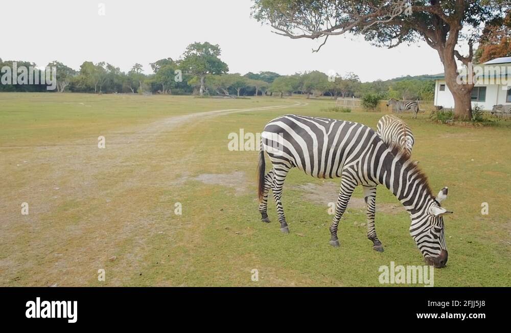 South africa philippines Stock Videos & Footage - HD and 4K Video Clips ...