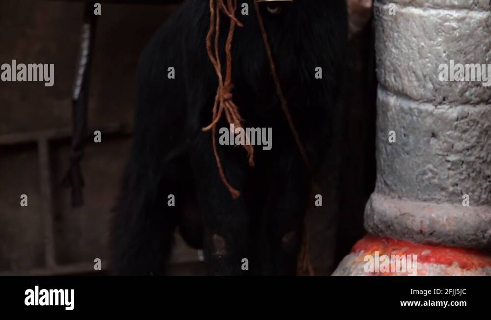 Goat with bell Stock Videos & Footage - HD and 4K Video Clips - Alamy